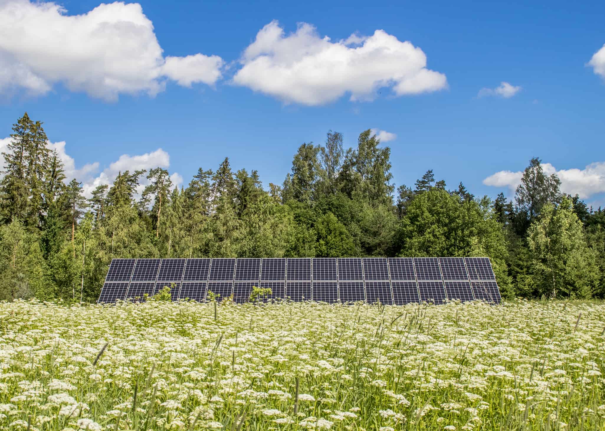 Solar farms can host up to three times as many birds as crop fields ...