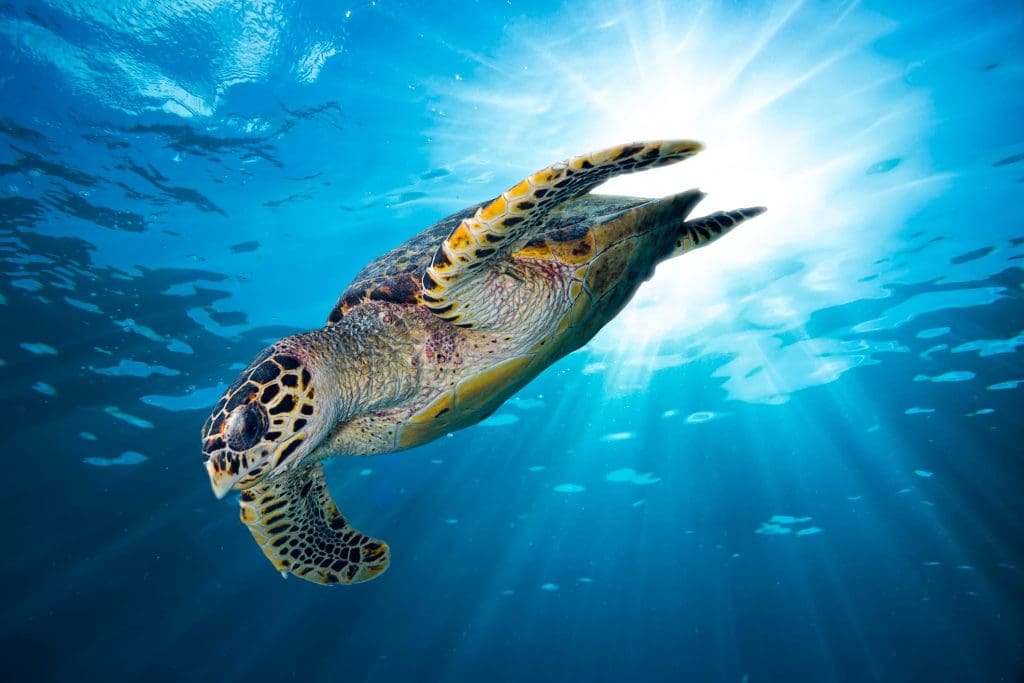 Why the global high seas treaty is a 'major win' for conservation efforts
